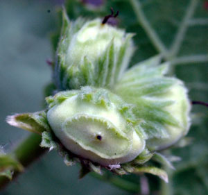 Hazel – Woodlands.co.uk