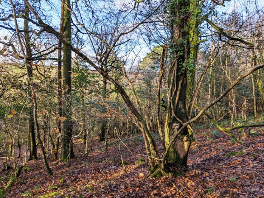 Yellen Wood Particulars