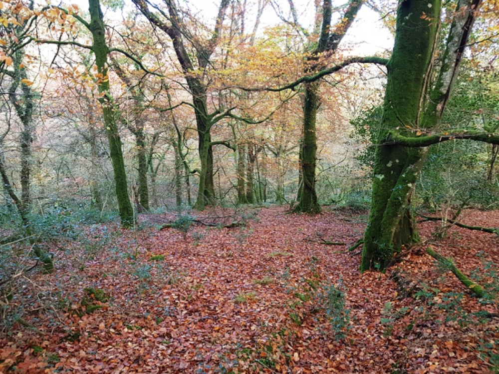 Woodlands for sale in Devon