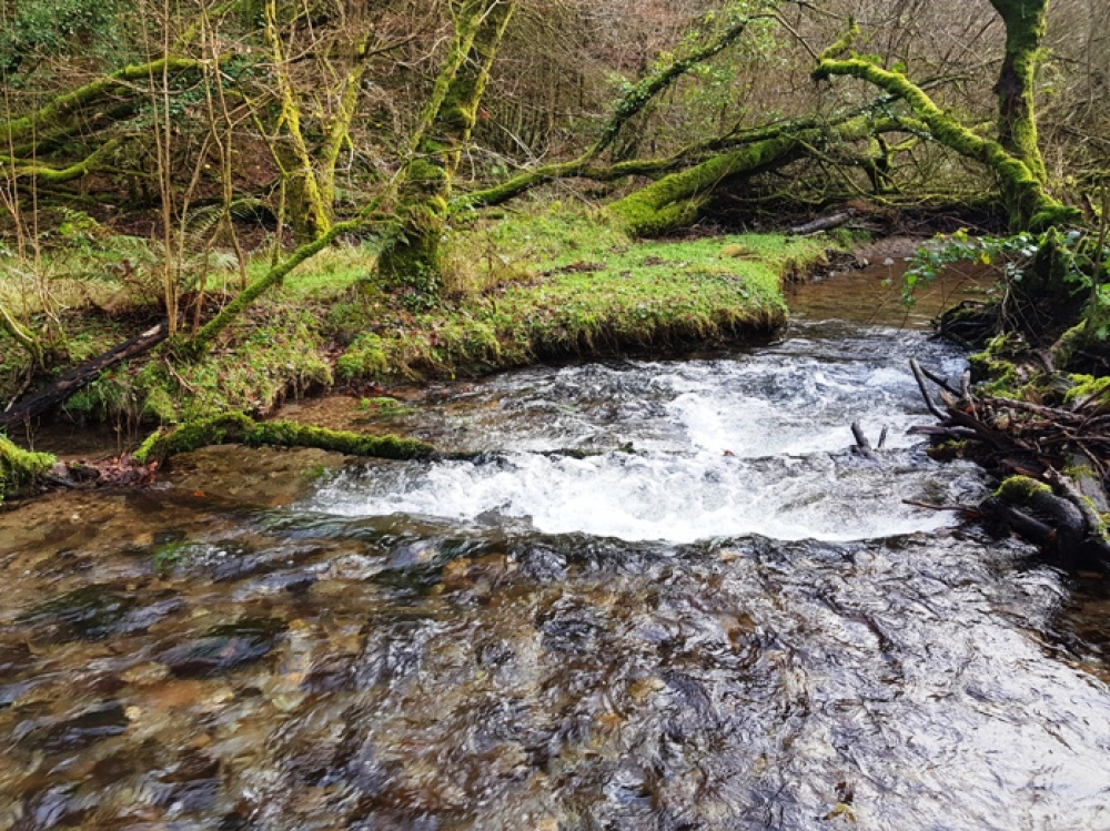 Woodlands for sale in Devon | Woodlands.co.uk