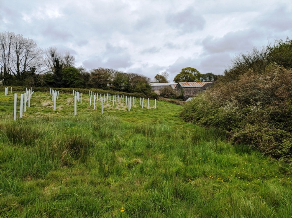 Trehele Copse & Meadow Particulars