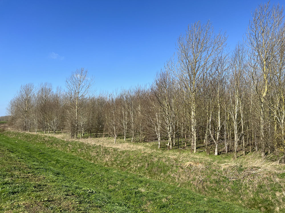 Cadney Wood East Particulars