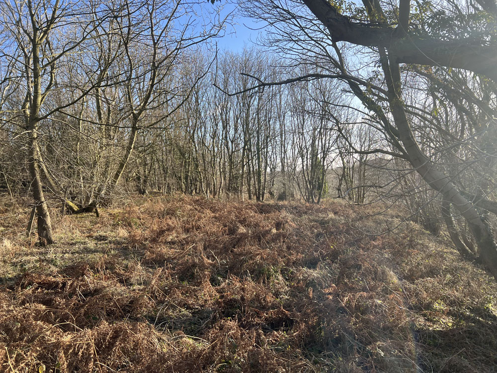 Dene Bank Wood Particulars