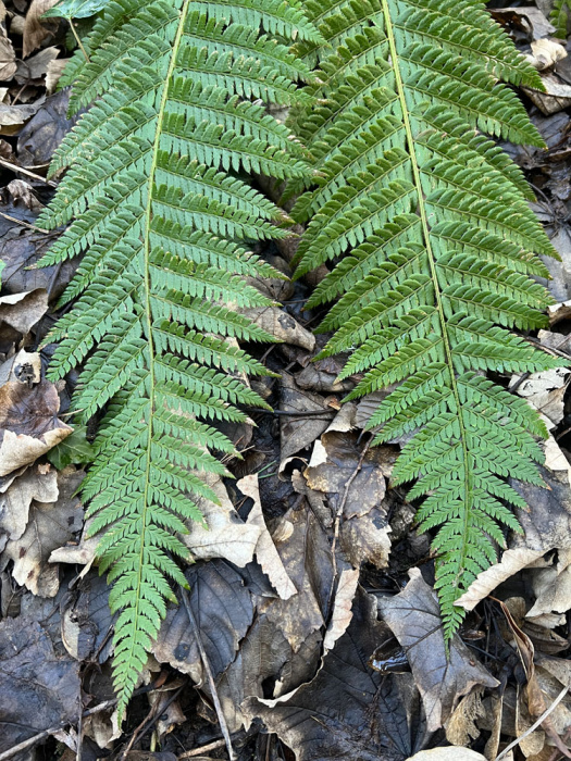Dene Bank Wood Particulars