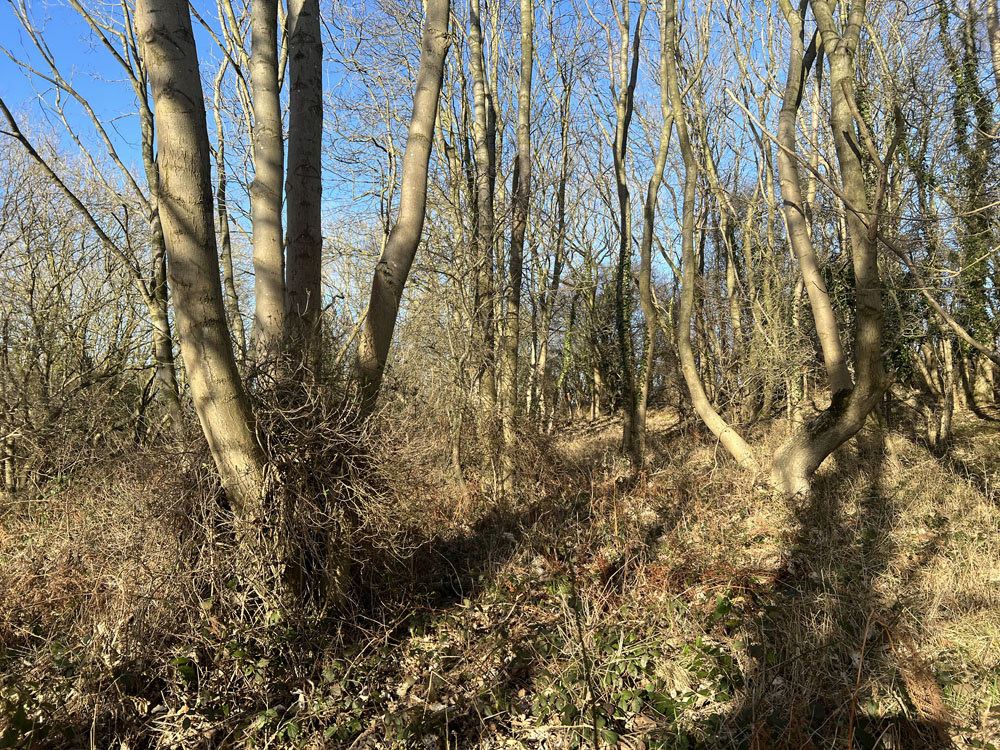 Dene Bank Wood Particulars