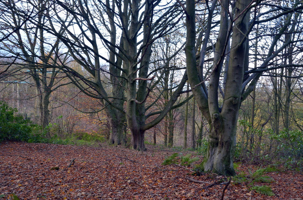 Woodlands for sale in Northern England