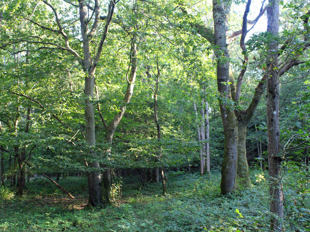 Woodlands for sale in South East England | Woodlands.co.uk