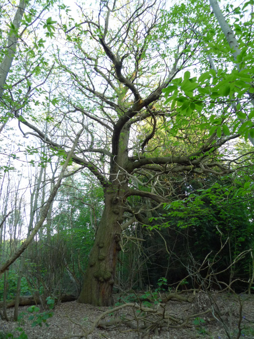 Monkswood Wood Particulars