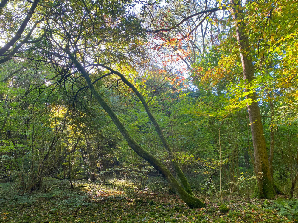 Woodlands for sale in South East England | Woodlands.co.uk