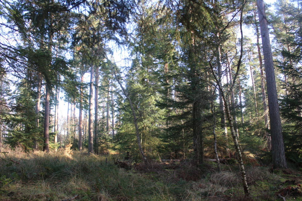 Colstoun Wood Particulars