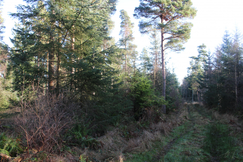 Colstoun Wood Particulars