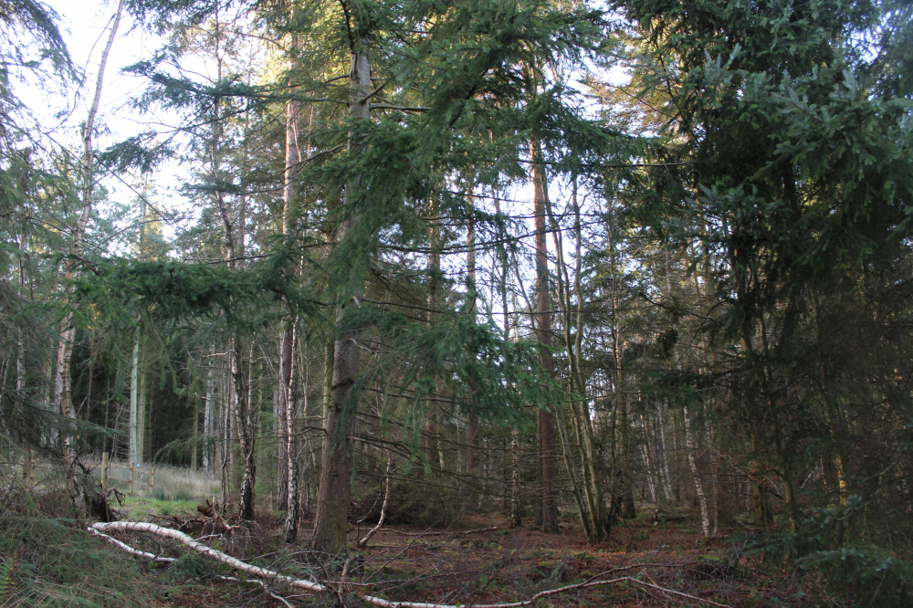 Colstoun Wood Particulars