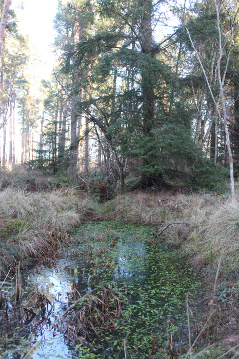 Colstoun Wood Particulars