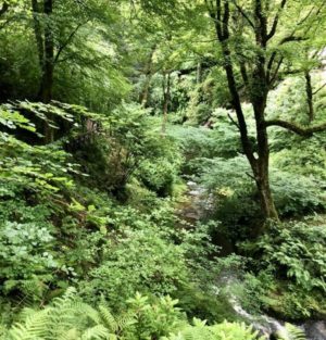 Deer and Scotland’s temperate rain forest.