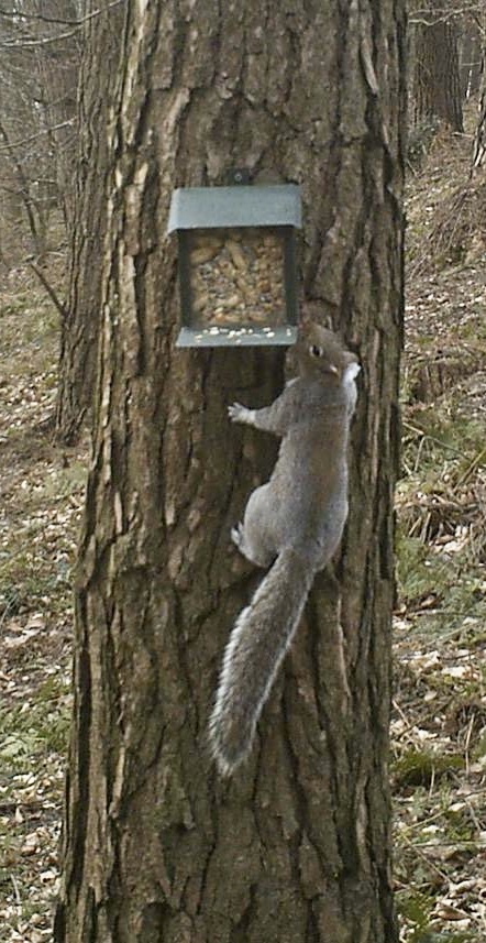Grey squirrel damage.