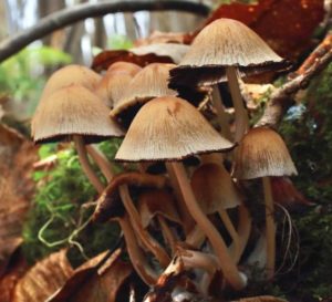 The wood wide web, an underground network.