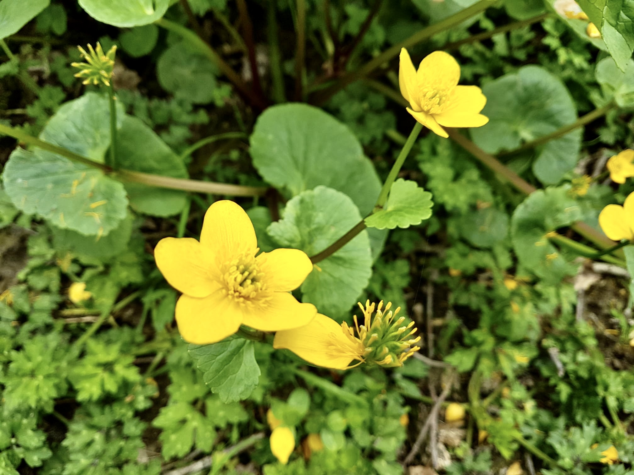 Marsh Marigold (Caltha palustris)