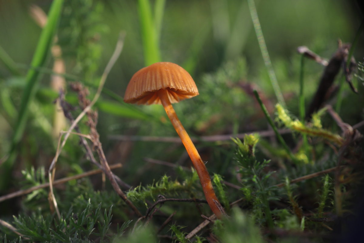November Fungi Focus: Orange Mosscaps, Orange Bonnets and Moss Bells