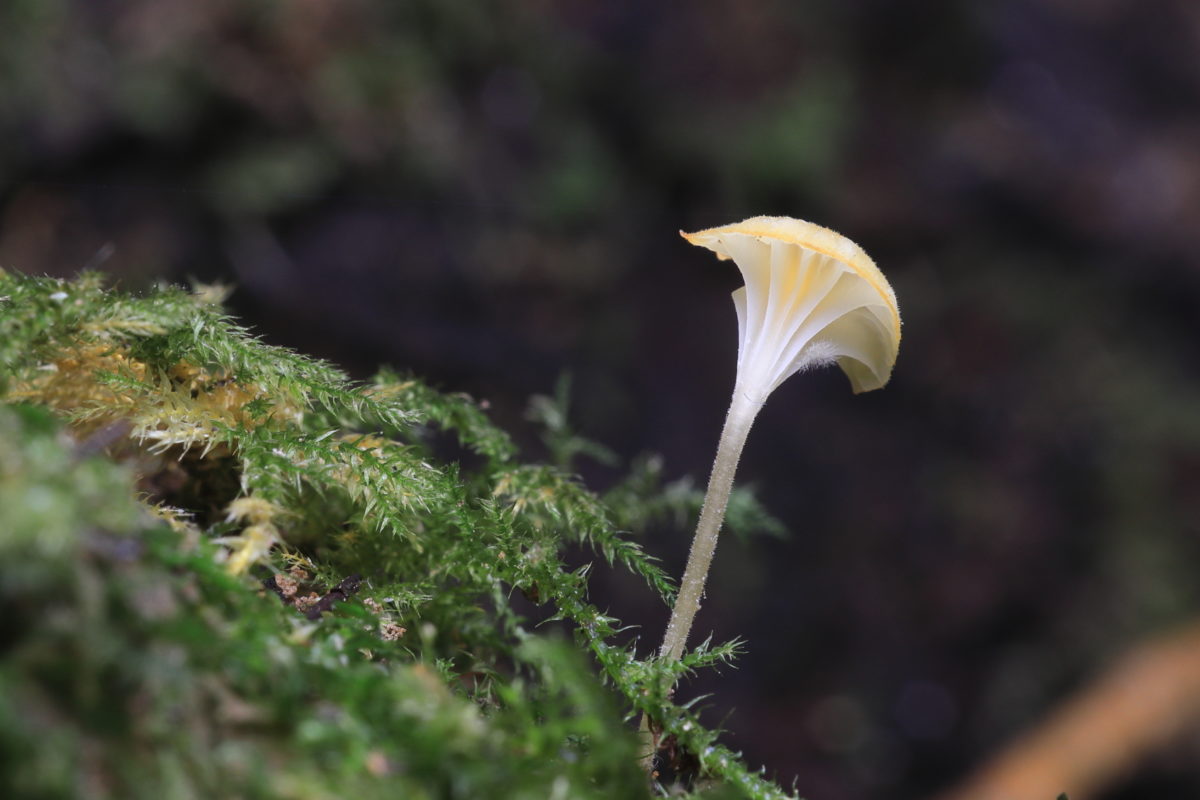 November Fungi Focus: Orange Mosscaps, Orange Bonnets and Moss Bells