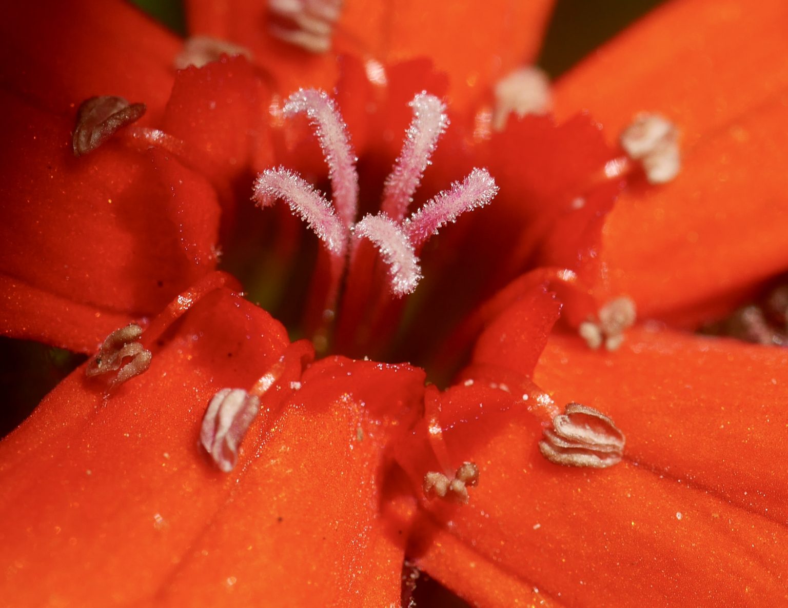 Pollen and the pollen calendar.