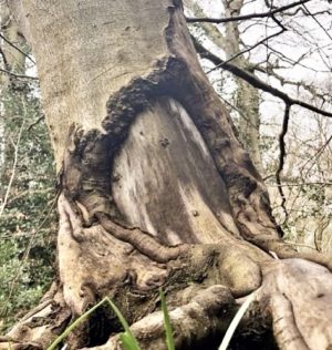 Grey squirrel damage.