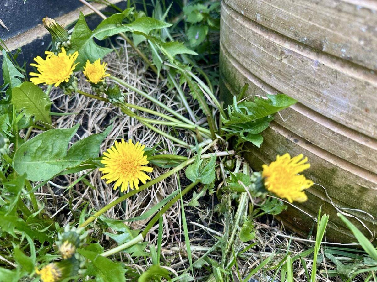 In praise of dandelions
