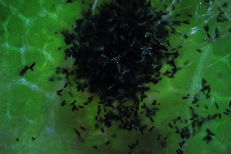 August’s Fungi Focus: Blackberry Leaf Rust Fungus (Phragmidium violaceum)