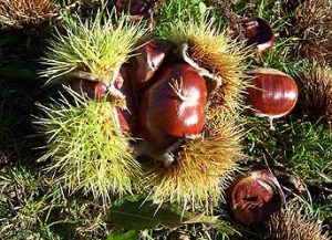 Sweet Chestnut