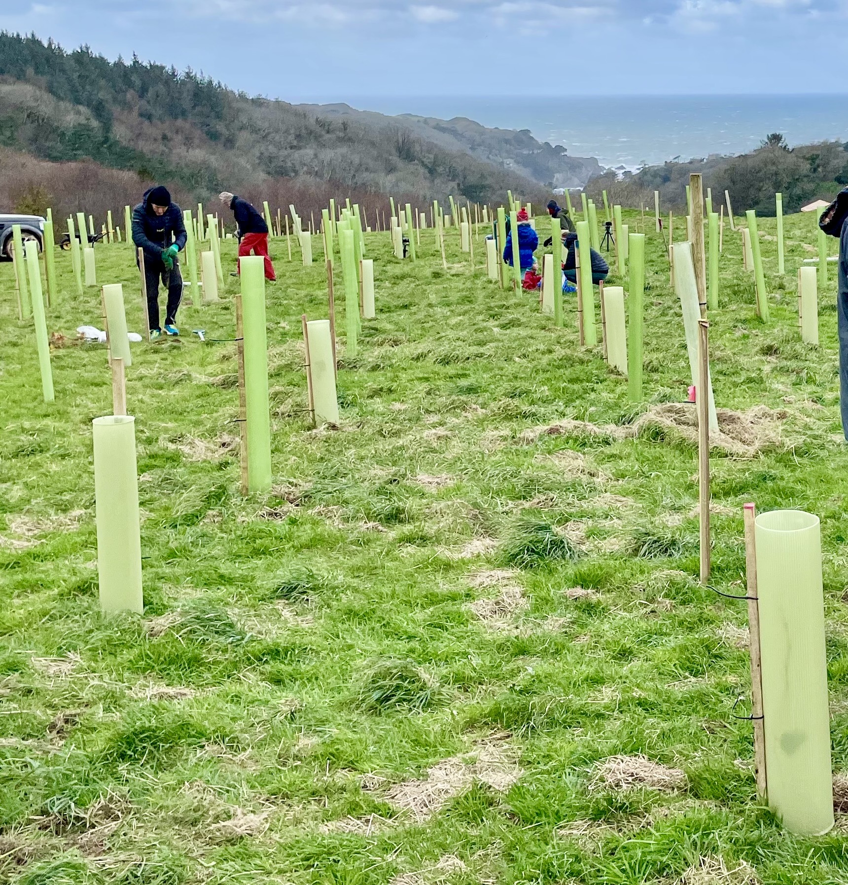 Tree Planting: Some things to consider