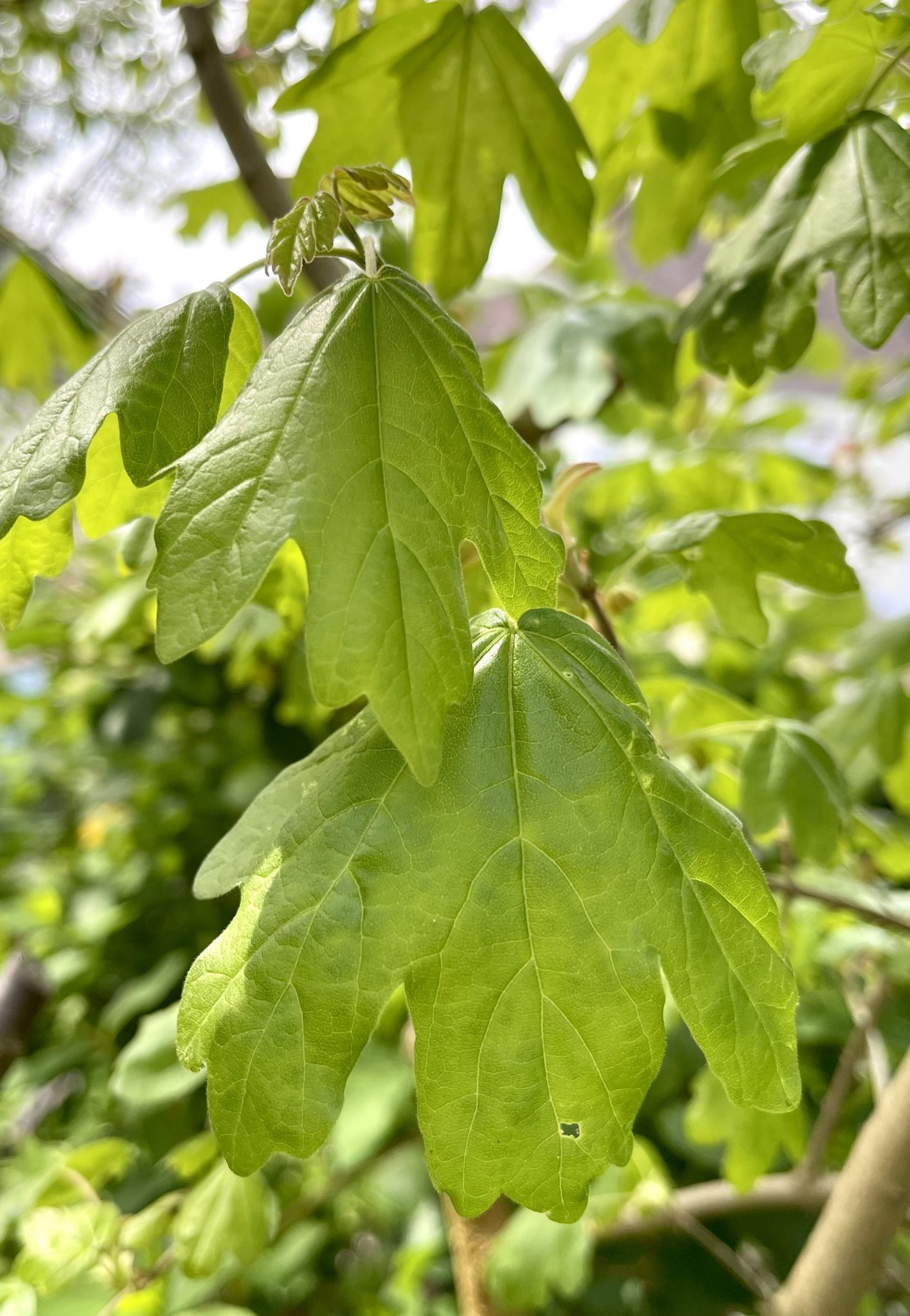 Field Maple – draft