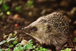 Hedgehog decline