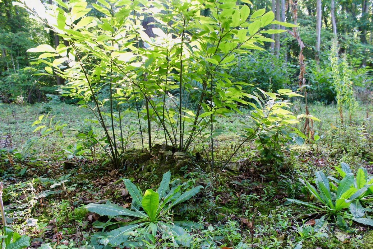 Chestnut coppicing – an alternative to the 15 or 18 year cycle