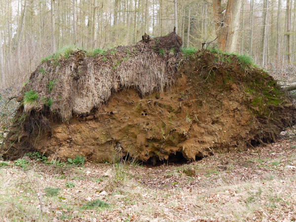 How to grow a better tree.