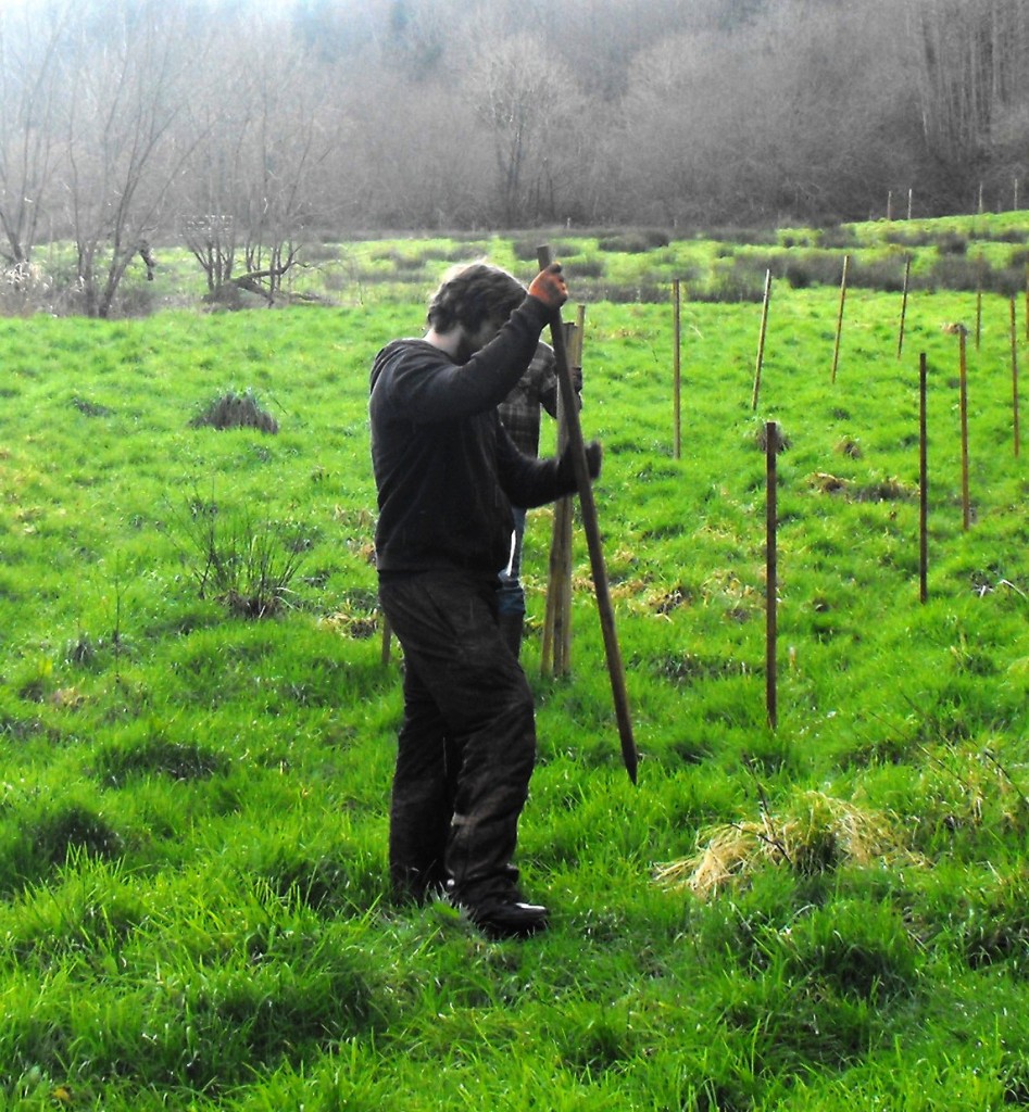 Tree planting