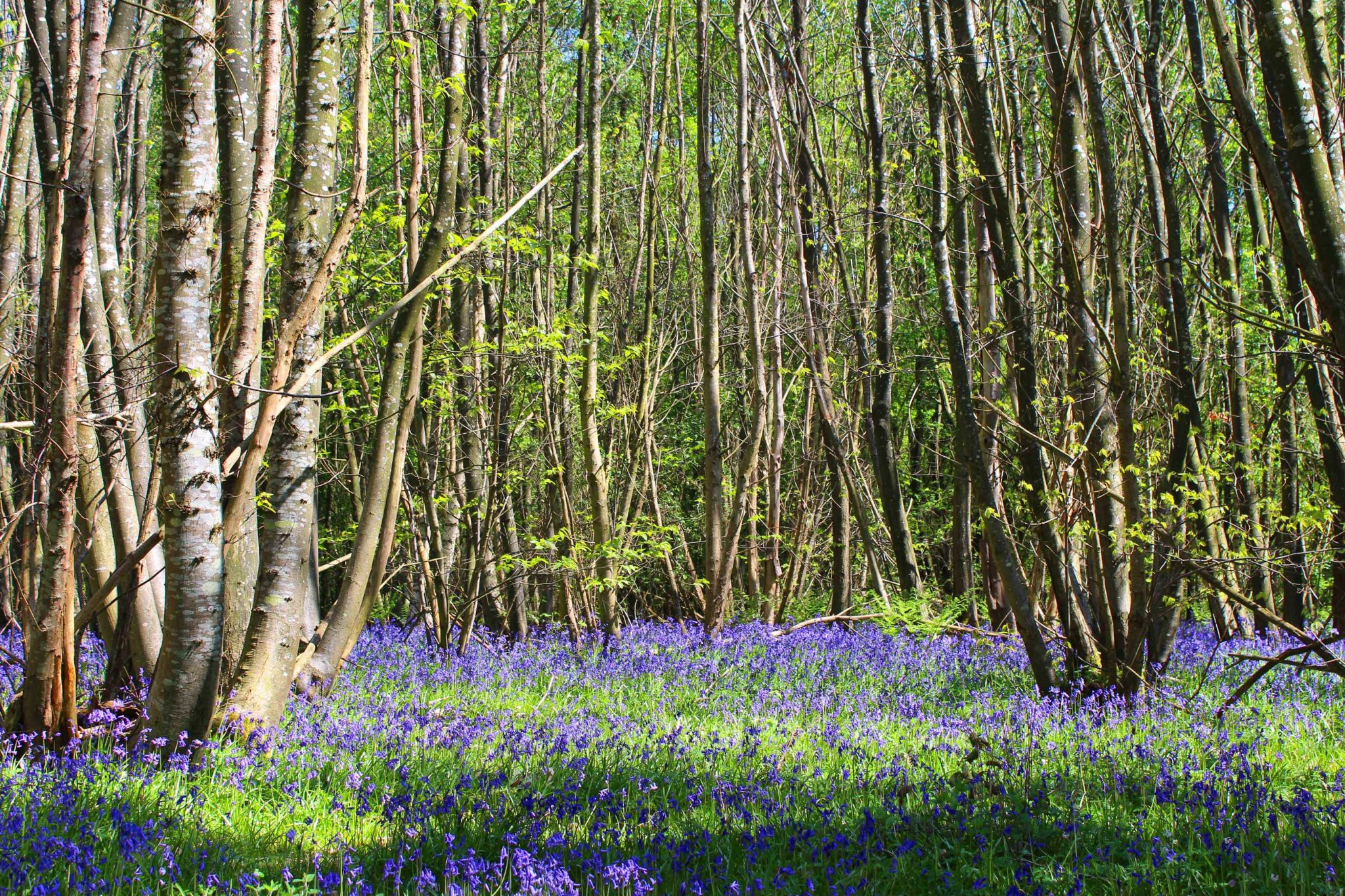 Why buy tree planting land?