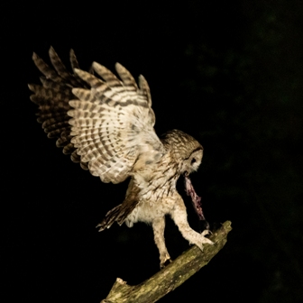 Woodlands Awards 2020: Winners