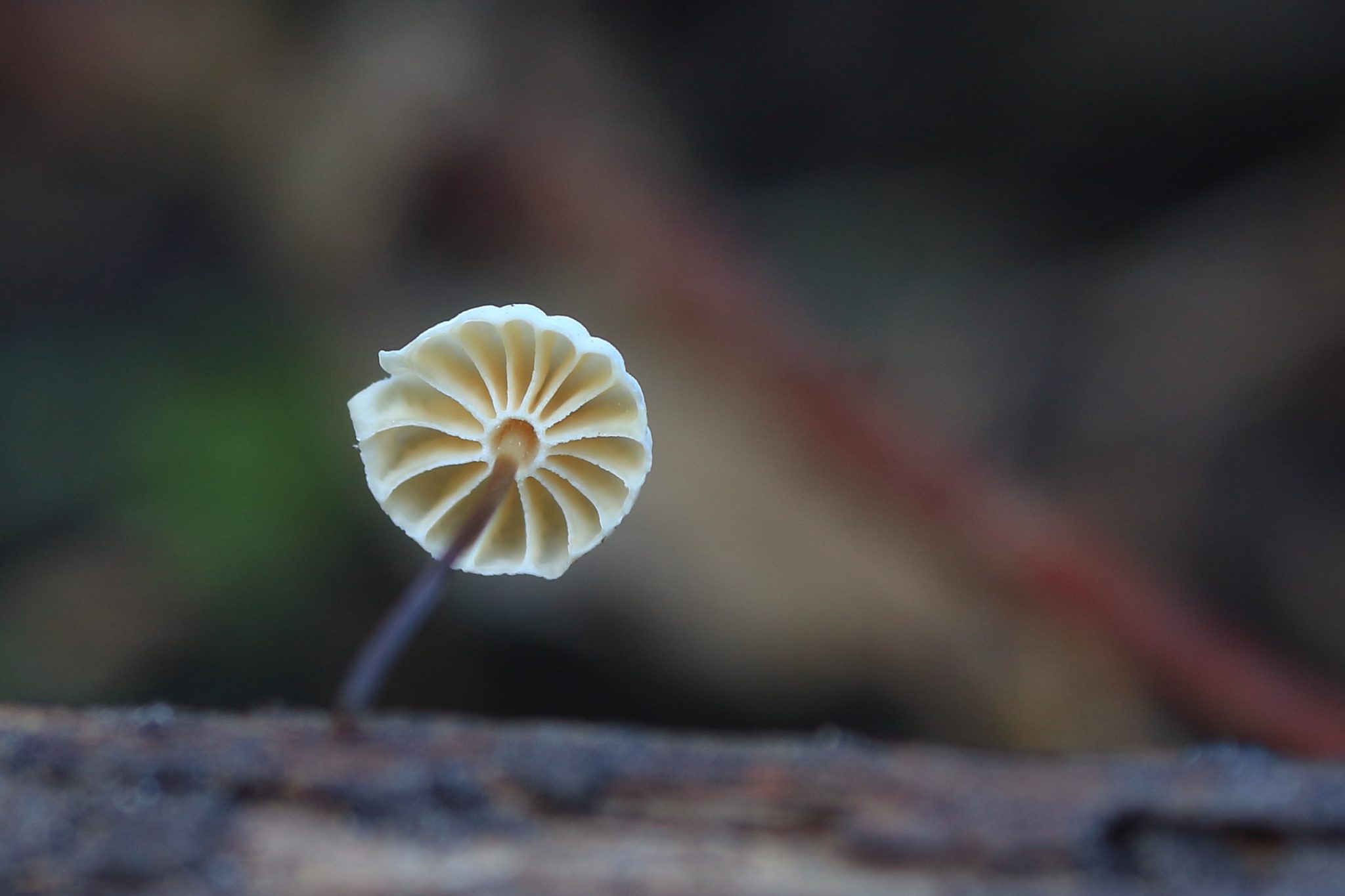 August’s Fungi Focus: The Collared Parachute (Marasmius rotula)