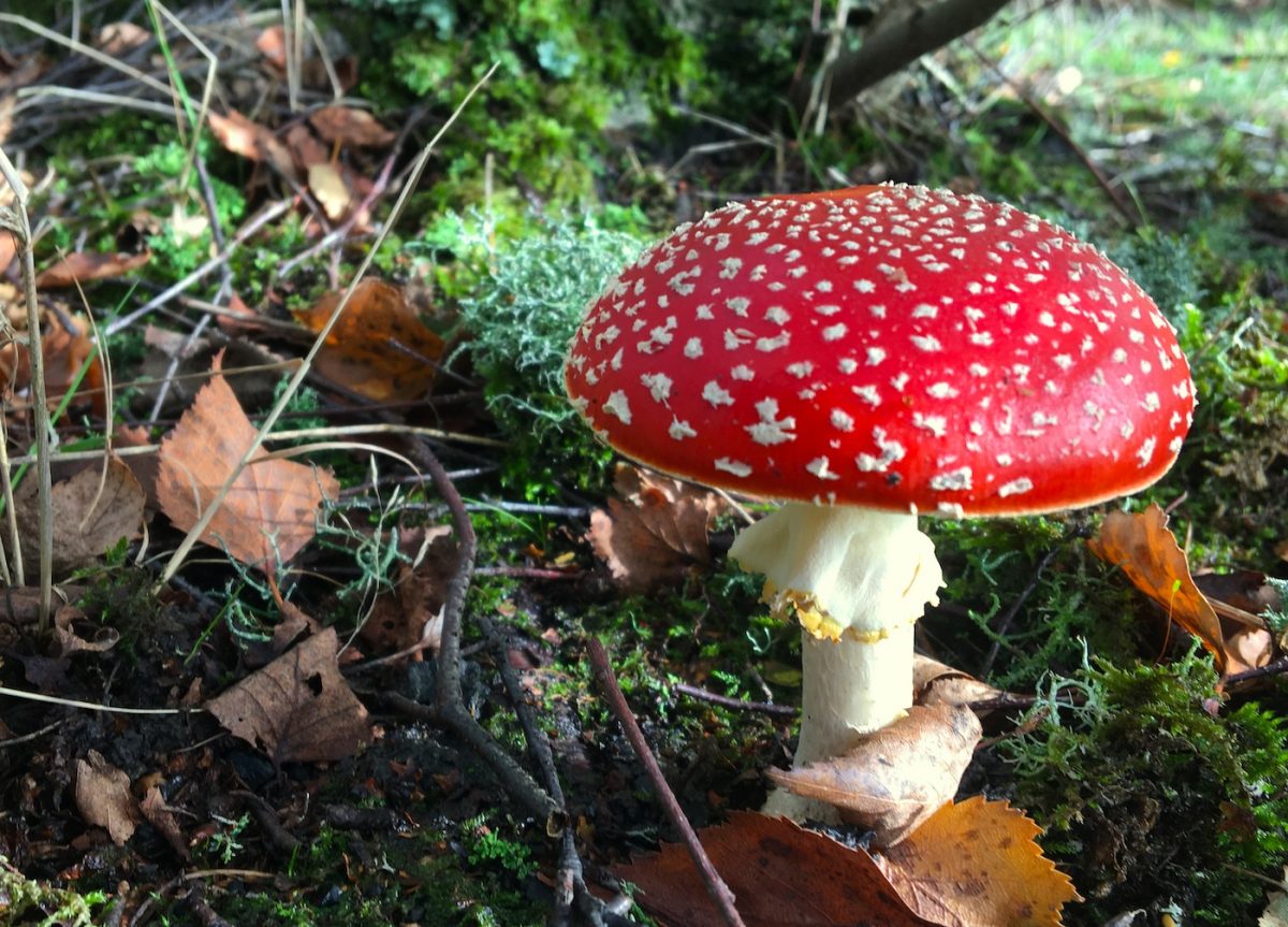 July’s Fungi Focus: Death Caps, False Death Caps and other amanitas