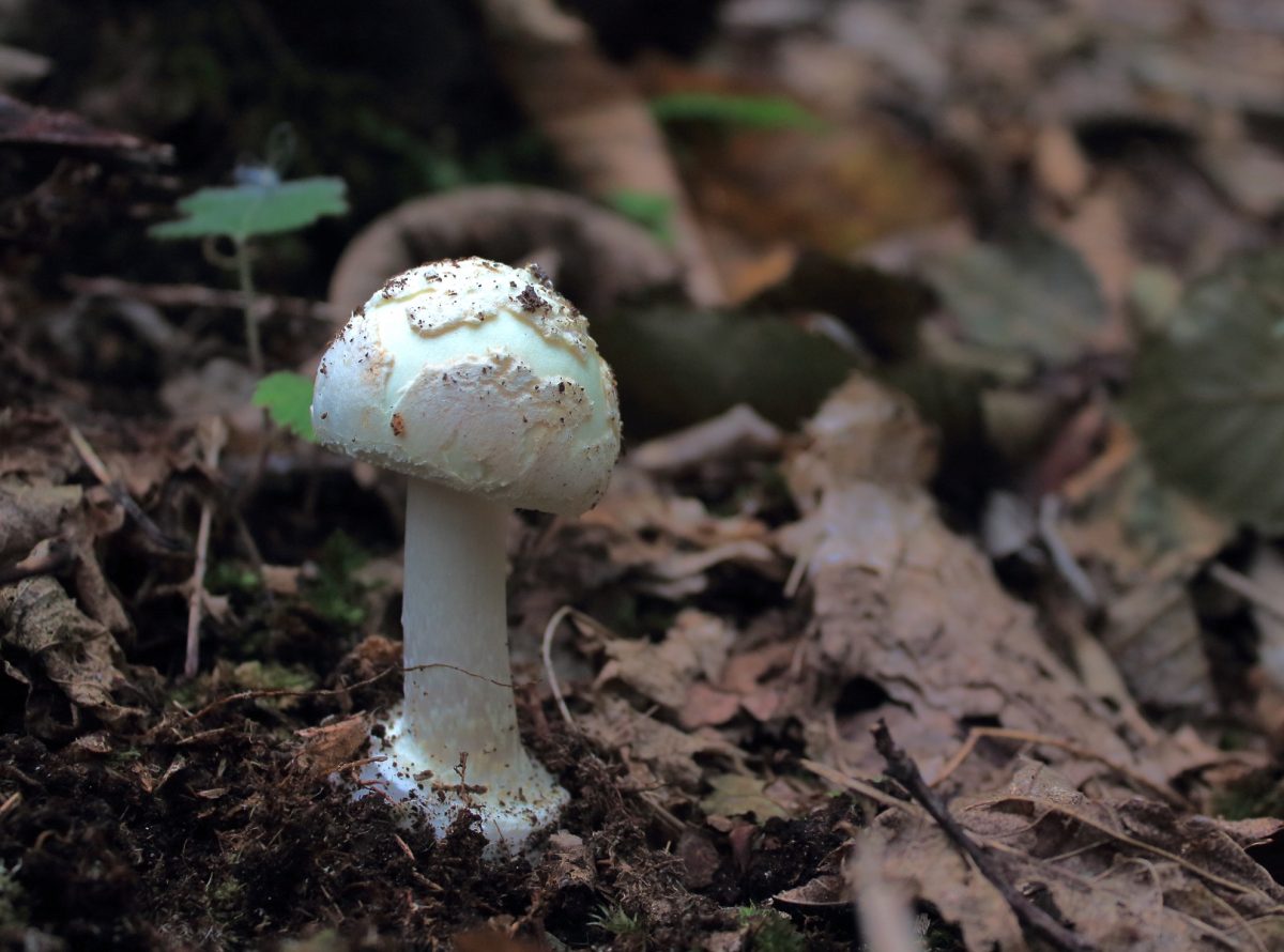 July’s Fungi Focus: Death Caps, False Death Caps and other amanitas