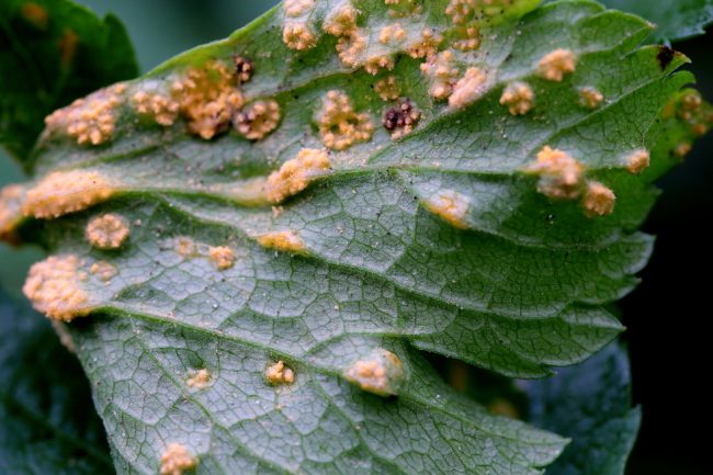August’s Fungi Focus: Blackberry Leaf Rust Fungus (Phragmidium violaceum)