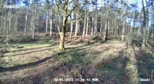 A camera for woodlands