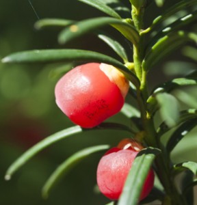 Yew