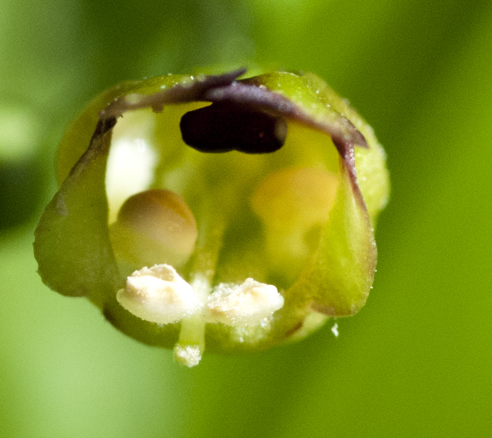 Common Figwort