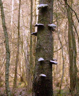 Fungi, mycorrhizae, truffles