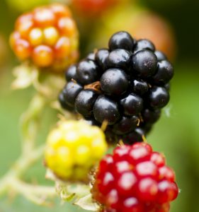 Brambles (Rubus fruticosus)