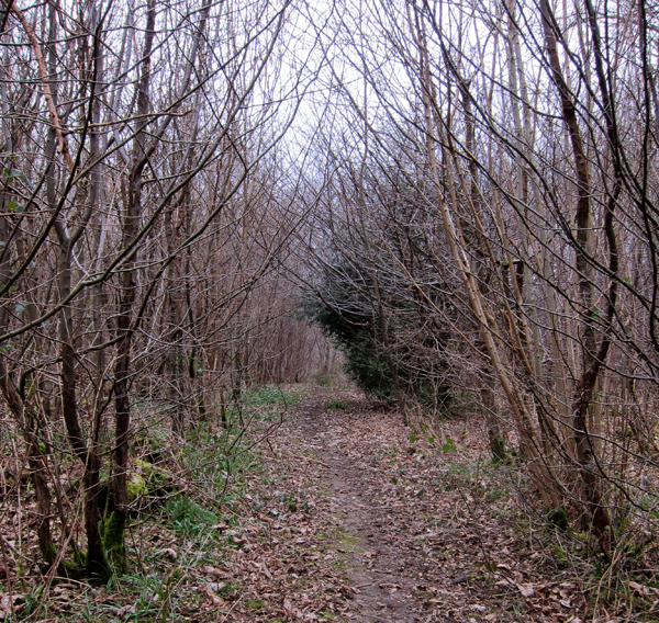 Woodland tracks and paths