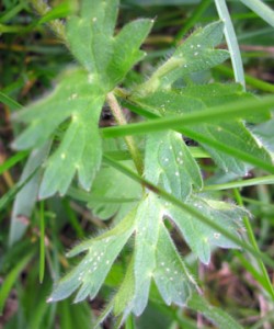 Buttercups – creeping, bulbous and meadow