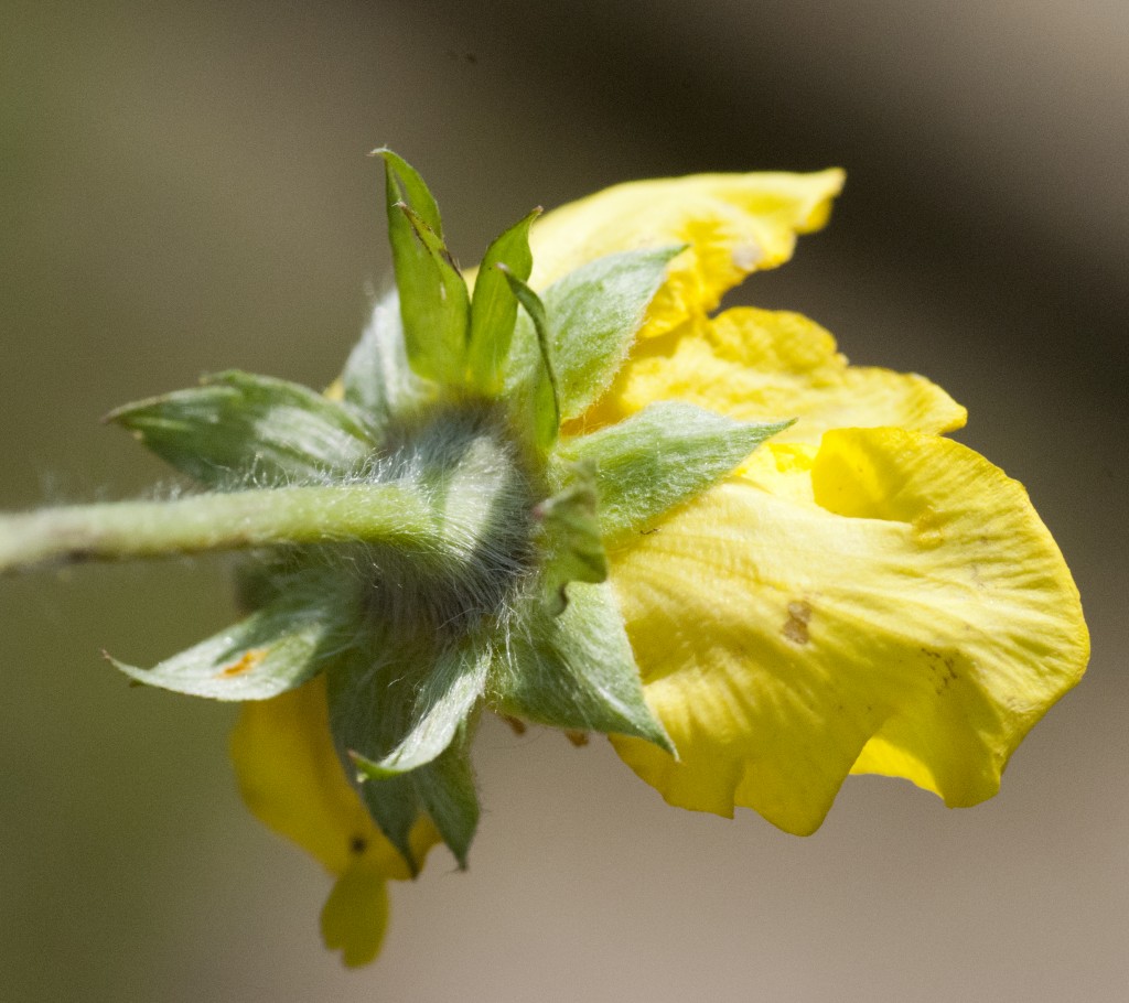 Silverweed cinquefoil