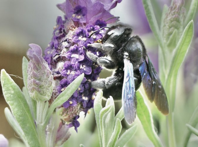 Bees, agrochemicals and the microbiome