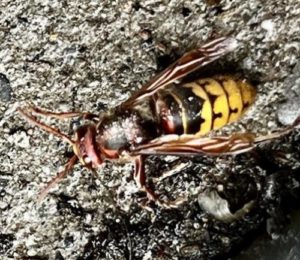 The European hornet.
